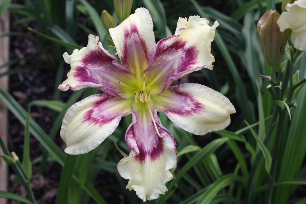 Daylily (Hemerocallis 'Picturesque Pattern') in the Daylilies Database ...