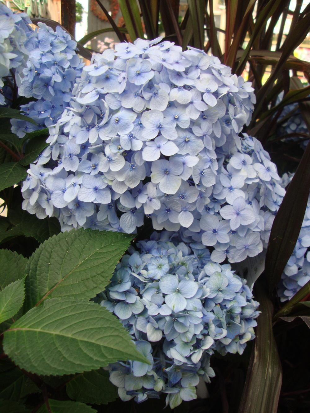 Bigleaf Hydrangea (Hydrangea macrophylla Endless Summer® Bloomstruck ...