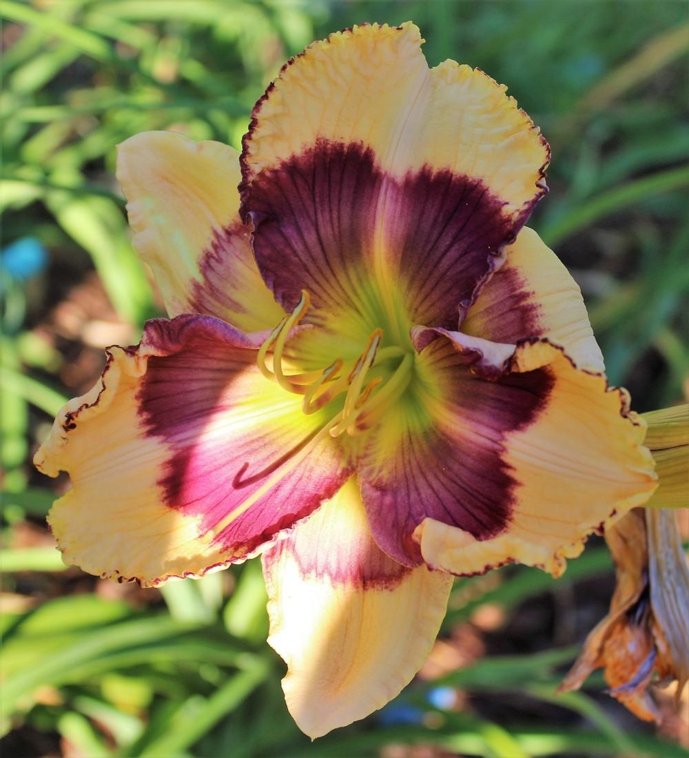 Photo of the bloom of Daylily (Hemerocallis 'Bold Awakening') posted by amberjewel - Garden.org