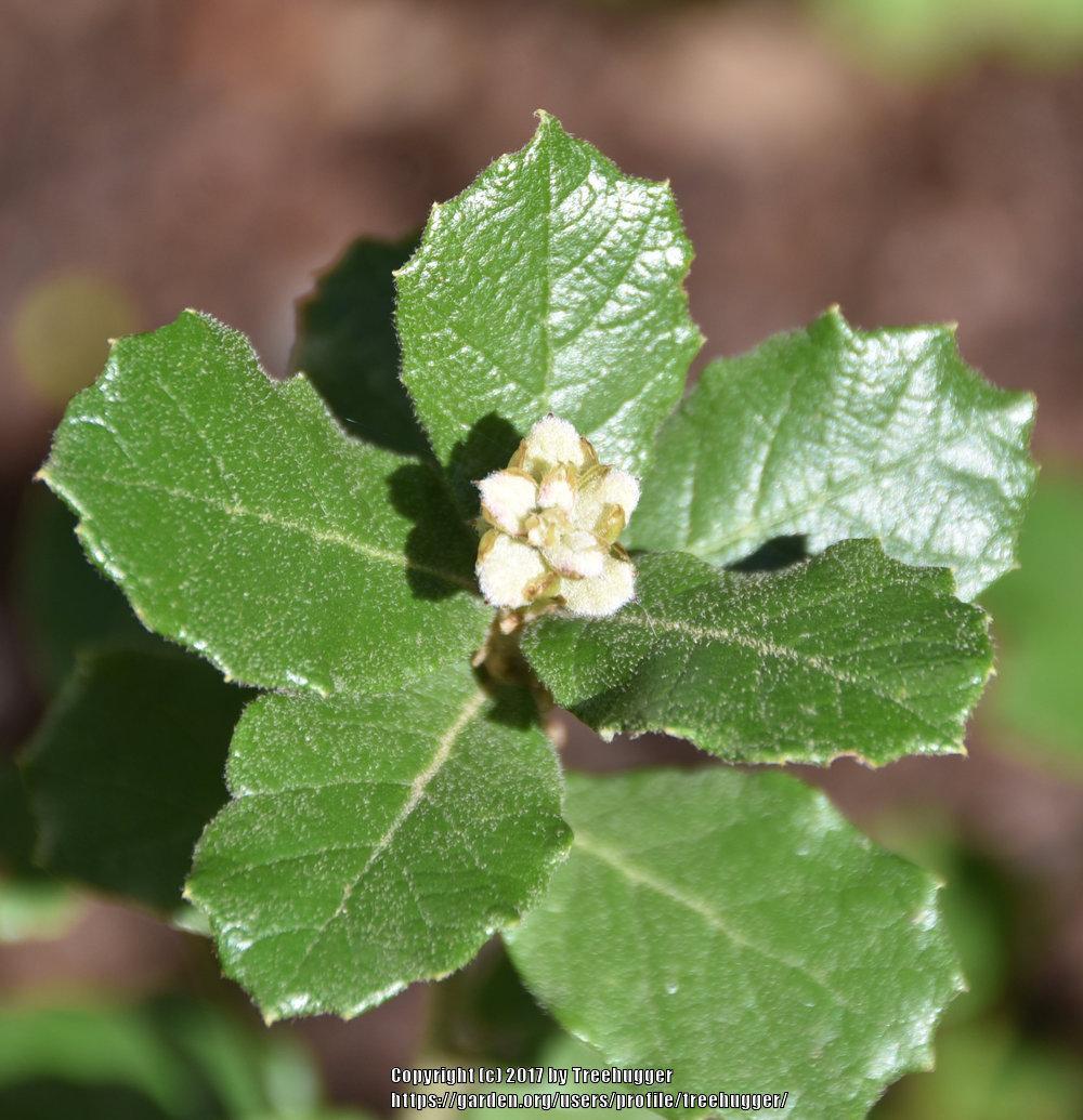 Oak Tree (Quercus greggii 'La Siberia') - Garden.org