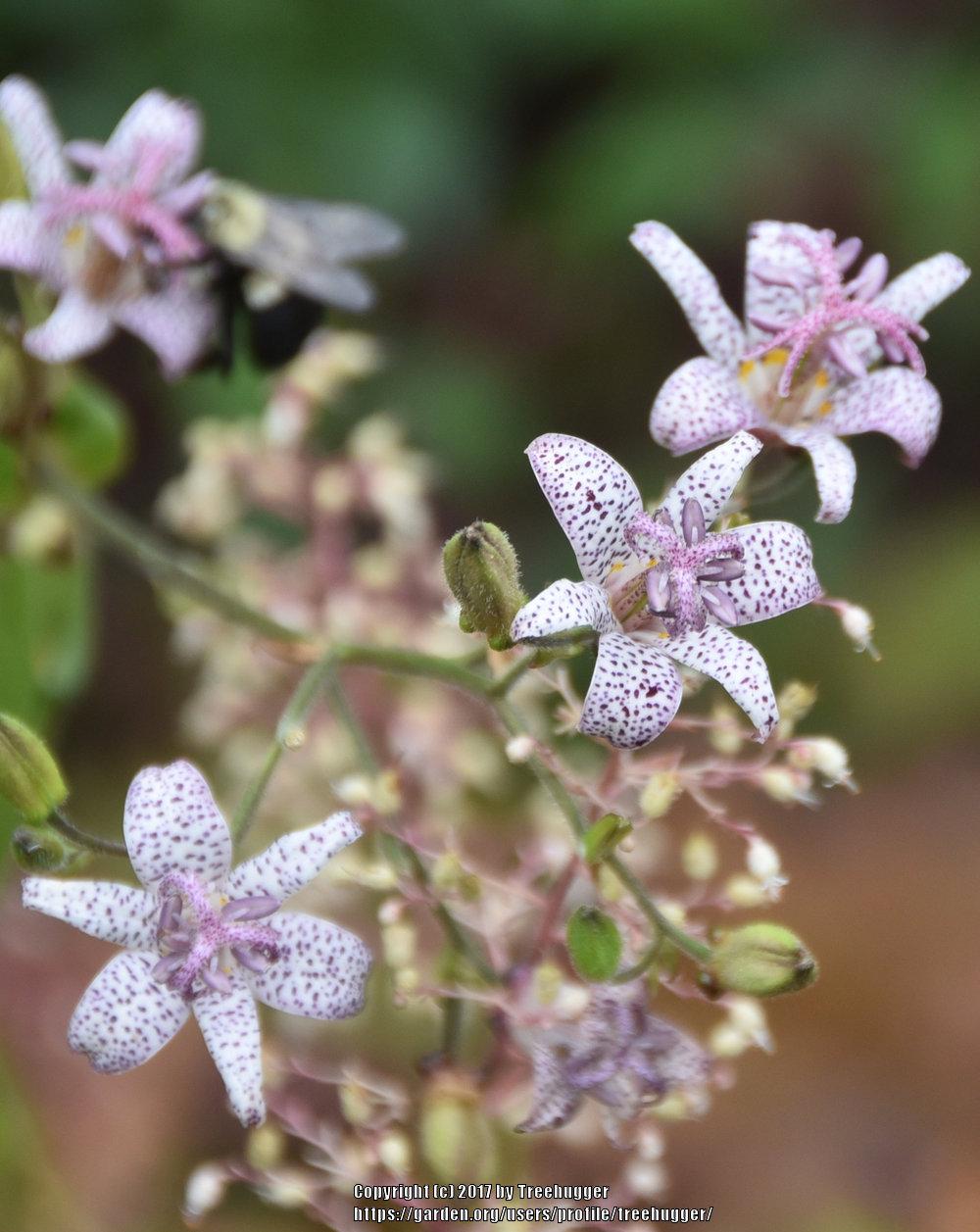 Toad Lilies: Plant Care and Collection of Varieties - Garden.org