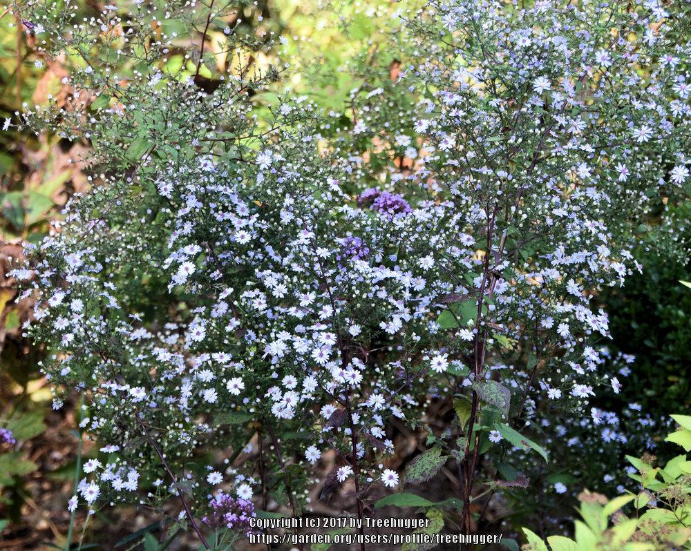 Common Blue Wood Aster (Symphyotrichum cordifolium) in the Asters ...