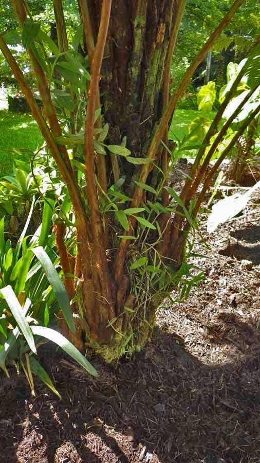 I Need to Cut Back or Transplant a Tree Fern ... in the Ferns forum ...