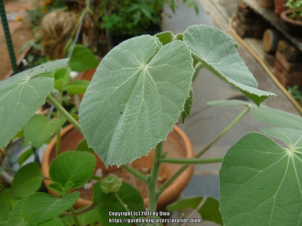 Photo of the leaves of Indian Mallow (Abutilon indicum) posted by Dinu ...