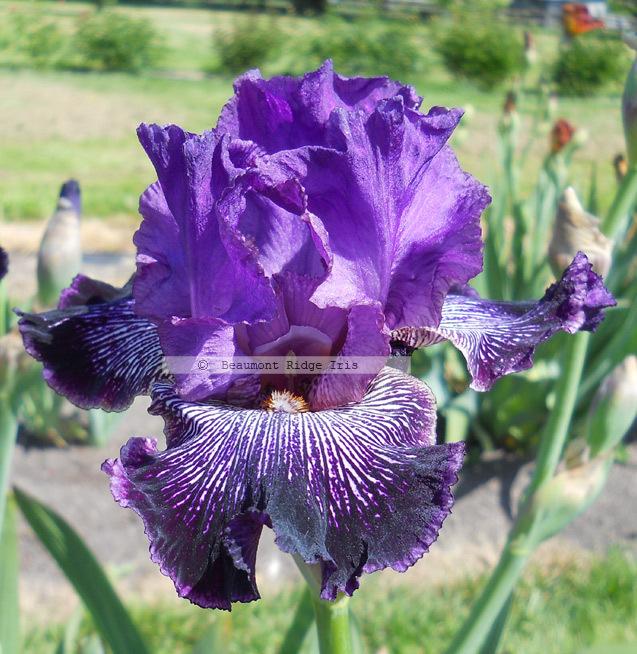 Photo of the entire plant of Tall Bearded Iris (Iris 'Drive Me Wild ...