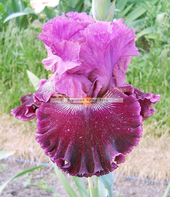 Photo of the entire plant of Tall Bearded Iris (Iris 'Fashion Diva ...