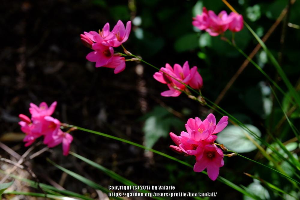 Photo of the entire plant of Corn Lily (Ixia 'Venus') posted by ...
