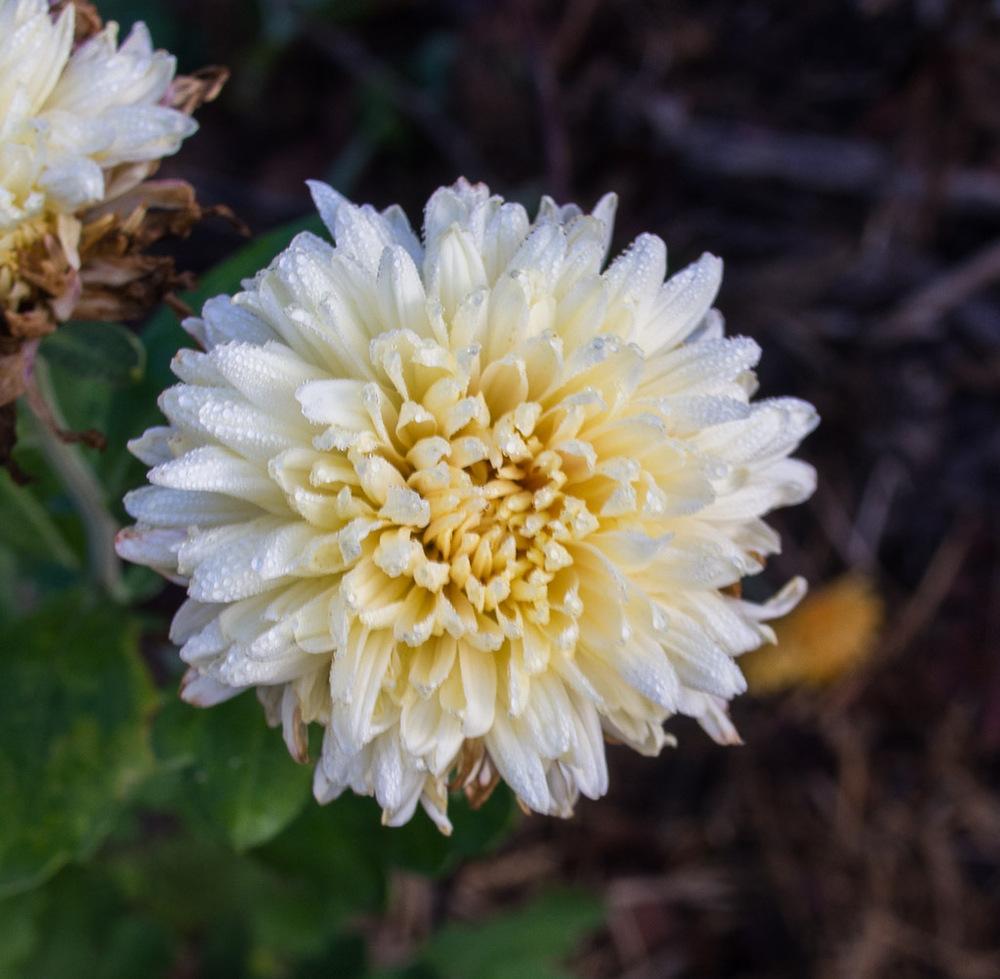 Football Mum (Chrysanthemum 'French Vanilla') - Garden.org