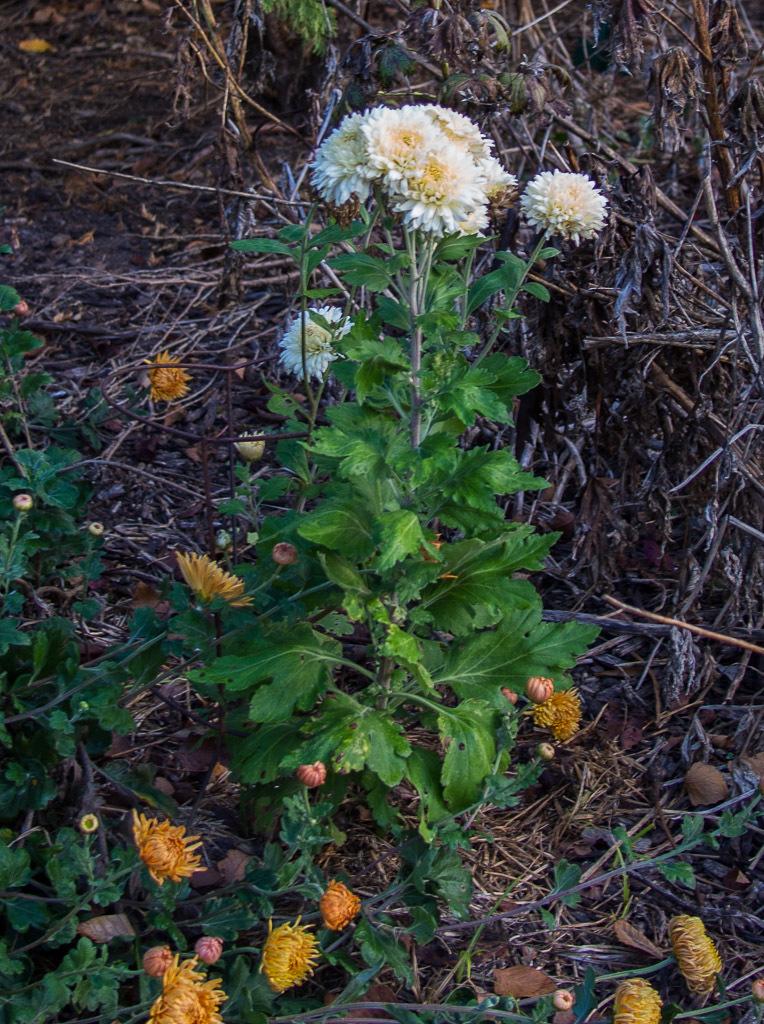 Photo of the entire plant of Football Mum (Chrysanthemum 'French ...