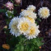 Football Mum (Chrysanthemum 'French Vanilla') - Garden.org