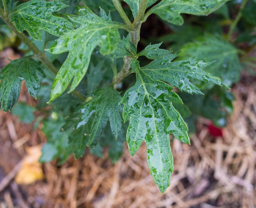 Photo of the leaves of Mum (Chrysanthemum 'Carousel') posted by ...