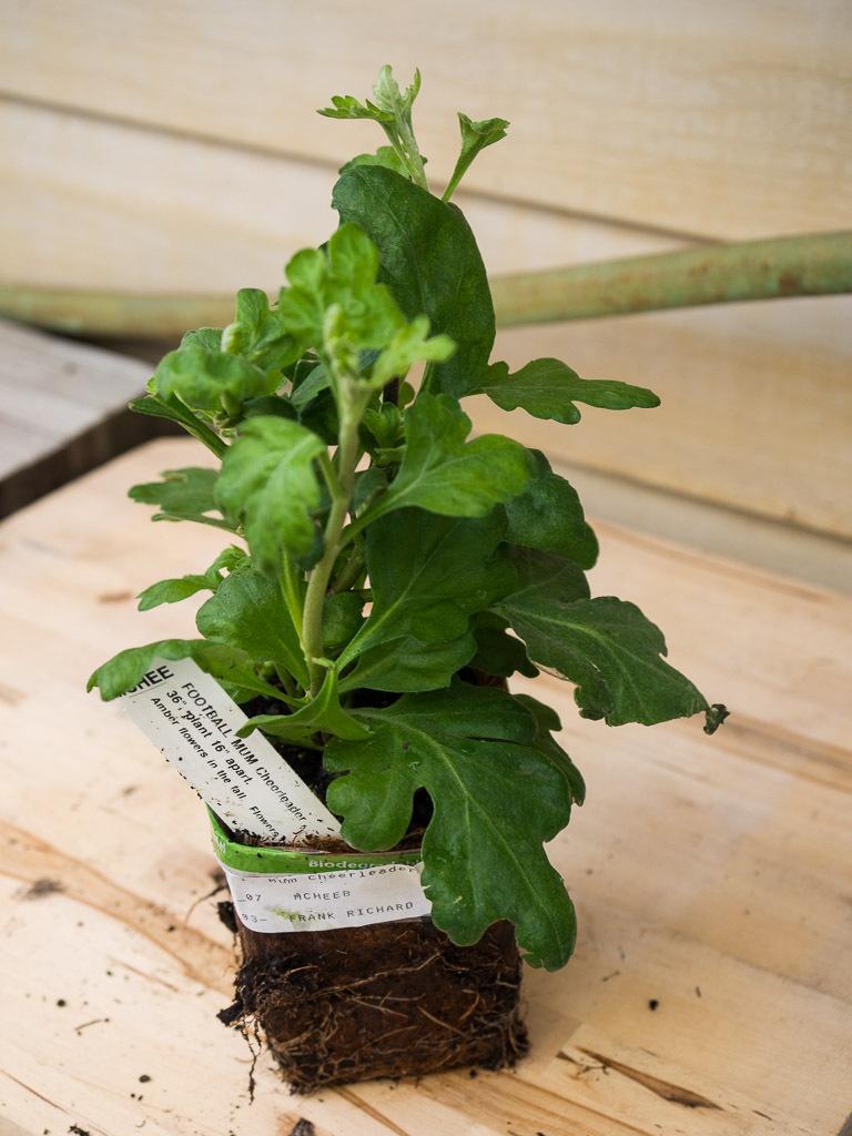 Photo of the seedling or young plant of Football Mum (Chrysanthemum ...