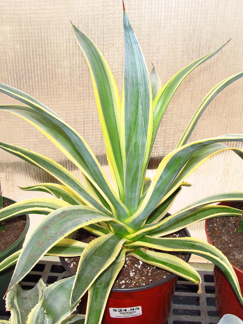 Agave (Agave de-meesteriana 'Desert Sunset') in the Agaves Database ...