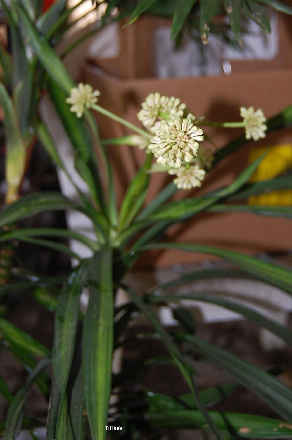 Dracena Riki in the Houseplants forum - Garden.org