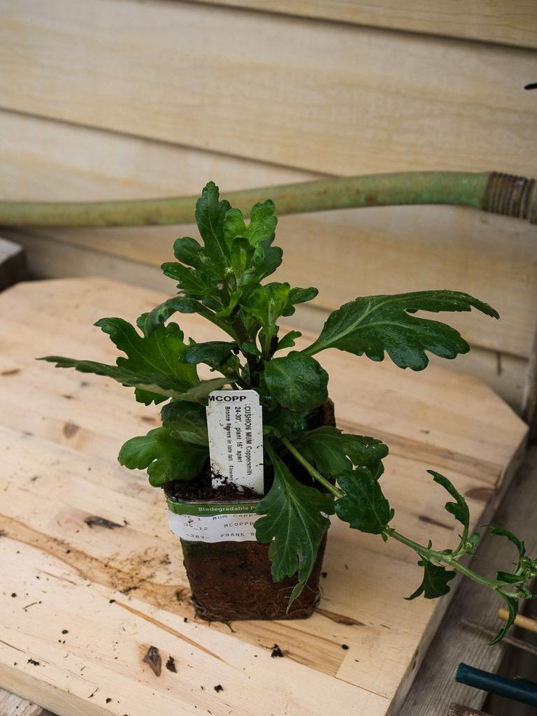 Photo of the seedling or young plant of Garden Mum (Chrysanthemum ...