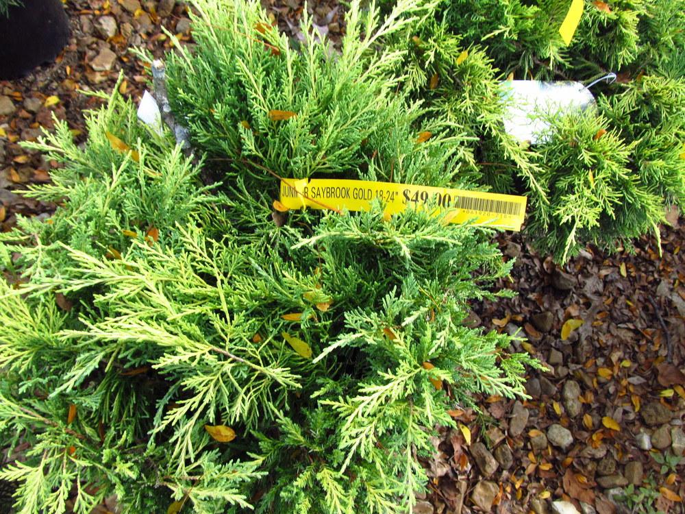 Pfitzer's Juniper (Juniperus x pfitzeriana 'Saybrook Gold') - Garden.org