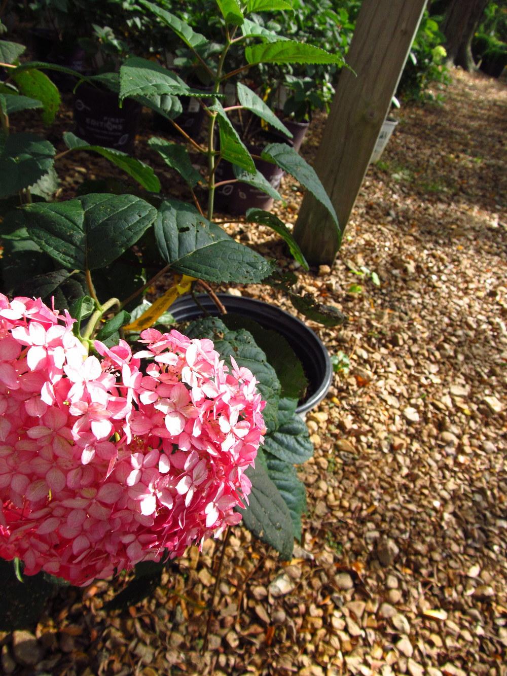 Photo of the bloom of Smooth Hydrangea (Hydrangea arborescens ...