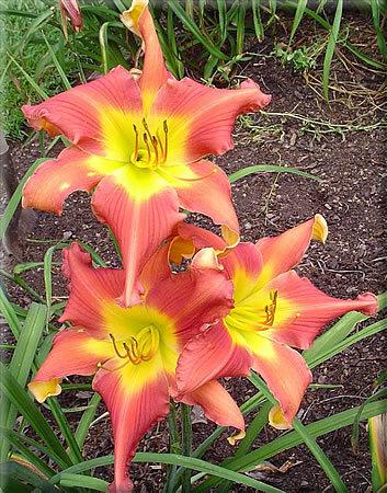 Daylily (Hemerocallis 'Fancy This') in the Daylilies Database - Garden.org