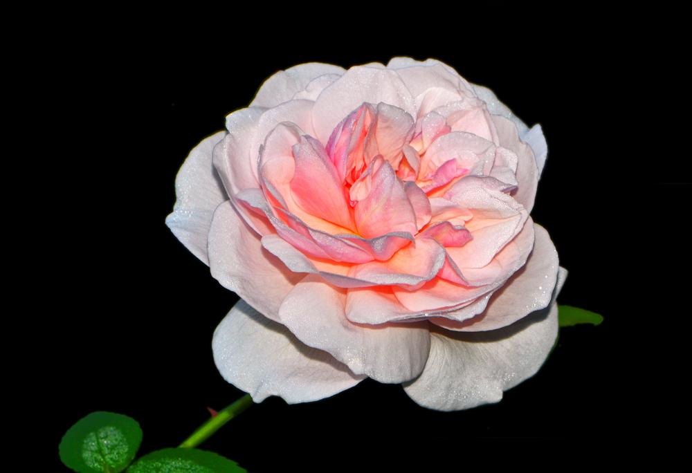 Rose (Rosa 'Mystic Beauty') in the Roses Database - Garden.org