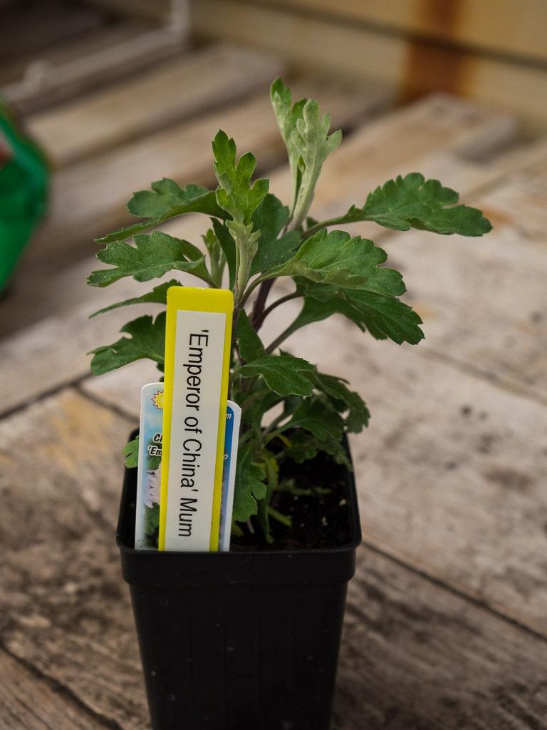 Photo of the seedling or young plant of Hardy Chrysanthemum ...