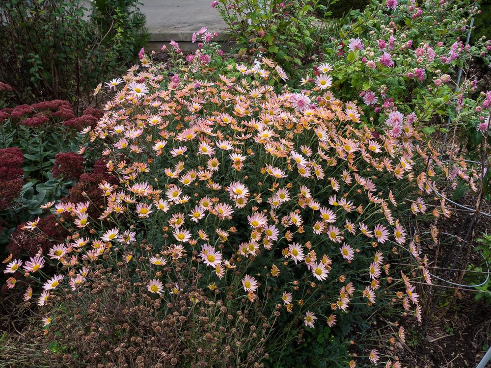 Photo of the entire plant of Hardy Chrysanthemum (Chrysanthemum ...