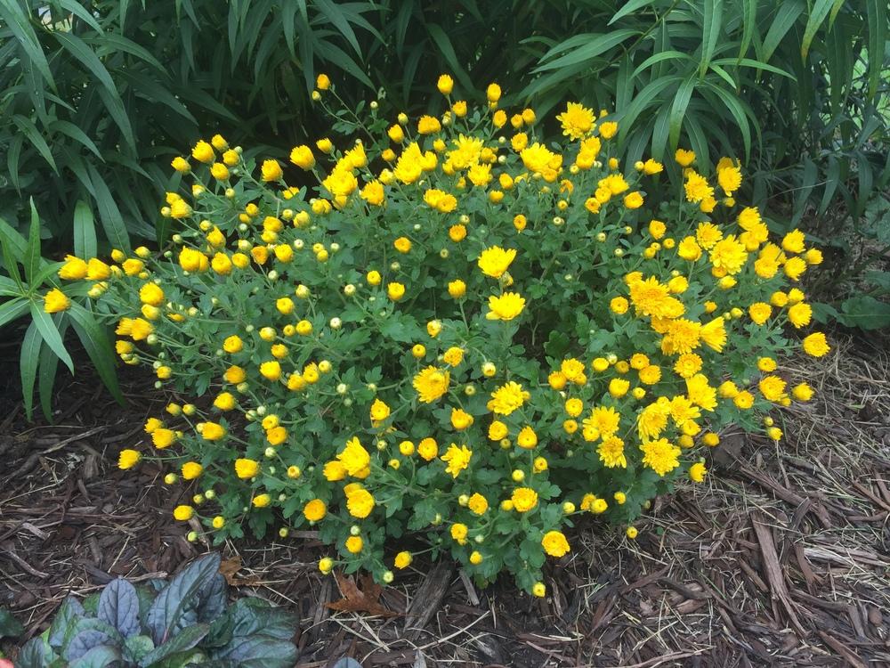 Garden Mum (Chrysanthemum x morifolium 'Gold Riot') - Garden.org