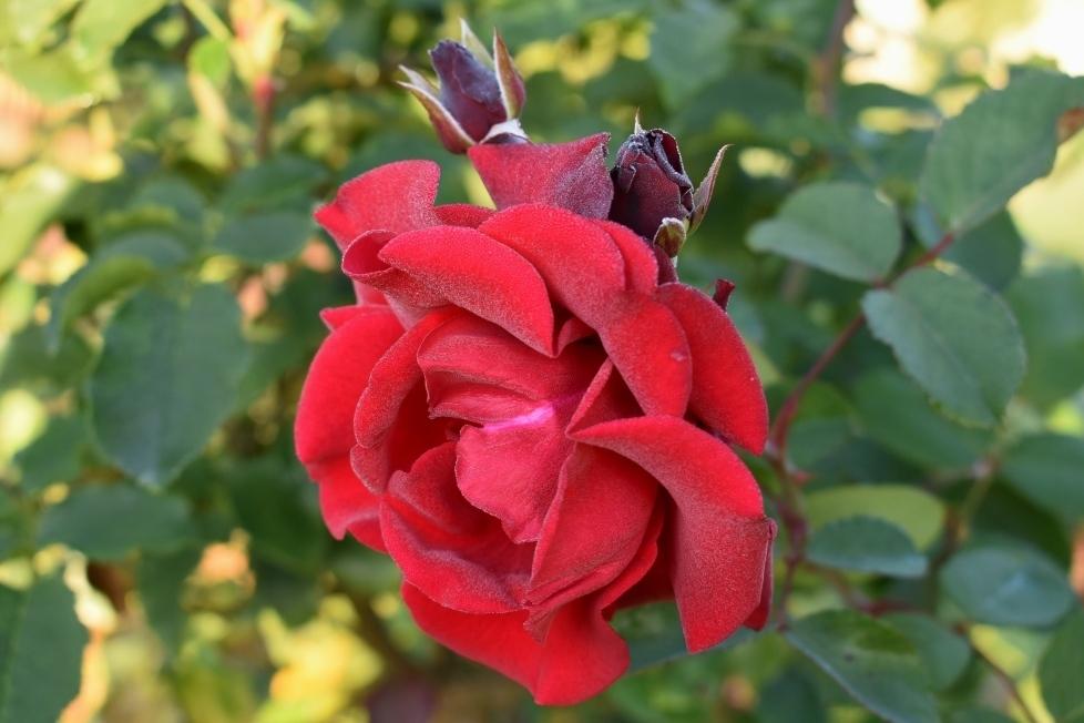 Rose (Rosa 'Santana') in the Roses Database - Garden.org