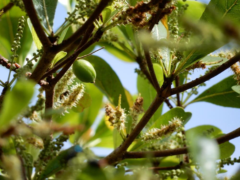 Terminalia neotaliala - Garden.org