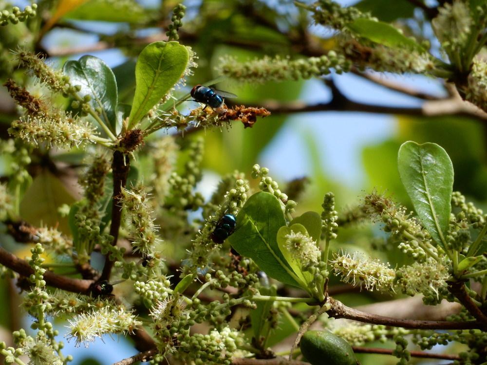 Photo of the bloom of Terminalia neotaliala posted by tofitropic ...