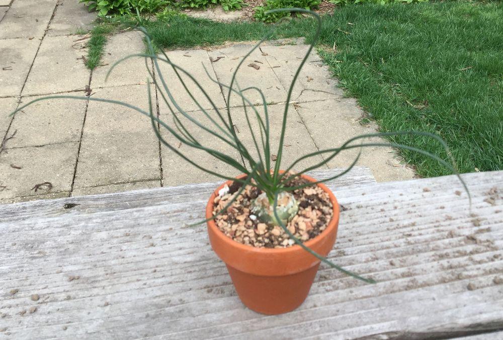 Photo of the entire plant of Albuca polyphylla posted by Dancingdogs ...