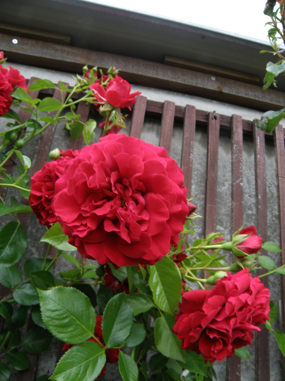 Photo of the bloom of Rose (Rosa 'Grand Award') posted by IrisLilli ...