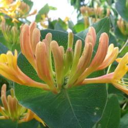 Yellow Honeysuckle (Lonicera flava) in the Honeysuckles Database ...