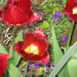 Tulip (Tulipa 'Pacific Pearl') in the Tulips Database - Garden.org