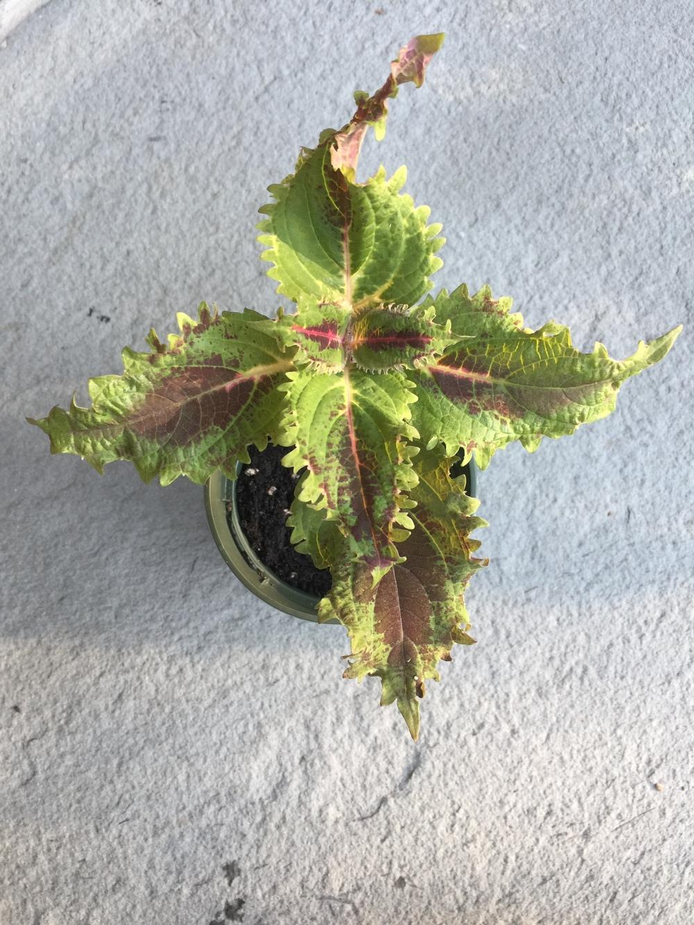 Coleus (Coleus scutellarioides 'Ruffles') in the Coleus Database ...