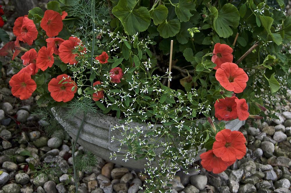 Petunias: Plant Care and Collection of Varieties - Garden.org