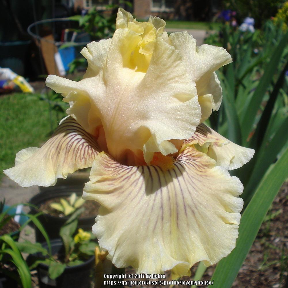 yellow or buffy iris in the Irises forum - Garden.org