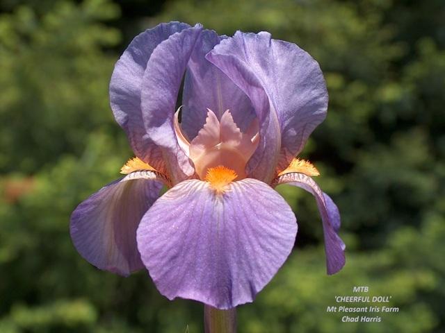 Miniature Tall Bearded Iris (Iris 'Cheerful Doll') in the Irises ...