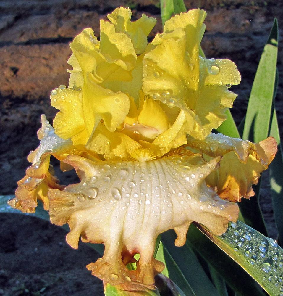 Photo of the bloom of Tall Bearded Iris (Iris 'Autumn Ring') posted by ...