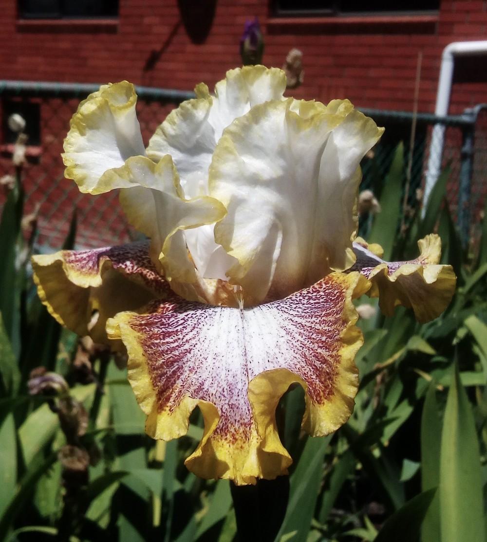 Tall Bearded Iris (Iris 'Whispering Spirits') in the Irises Database ...