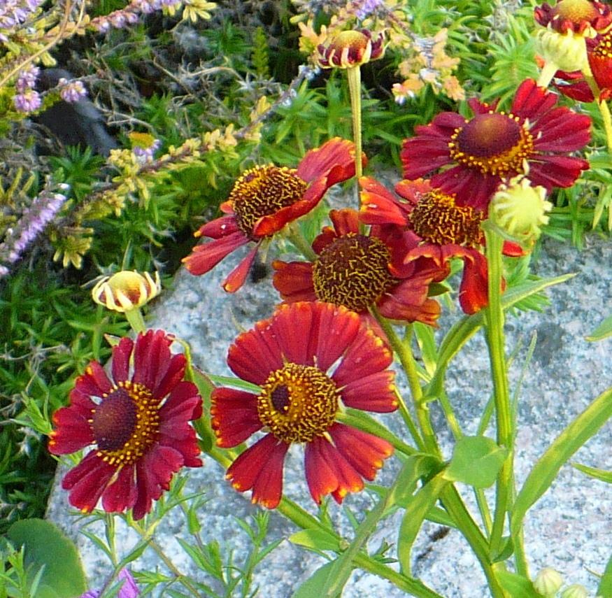 Photo of the bloom of Sneezeweed (Helenium 'Red Jewel') posted by ...