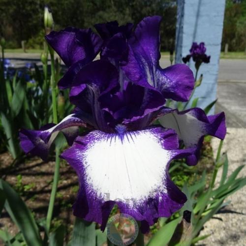 Tall Bearded Iris (Iris 'Going My Way') in the Irises Database - Garden.org