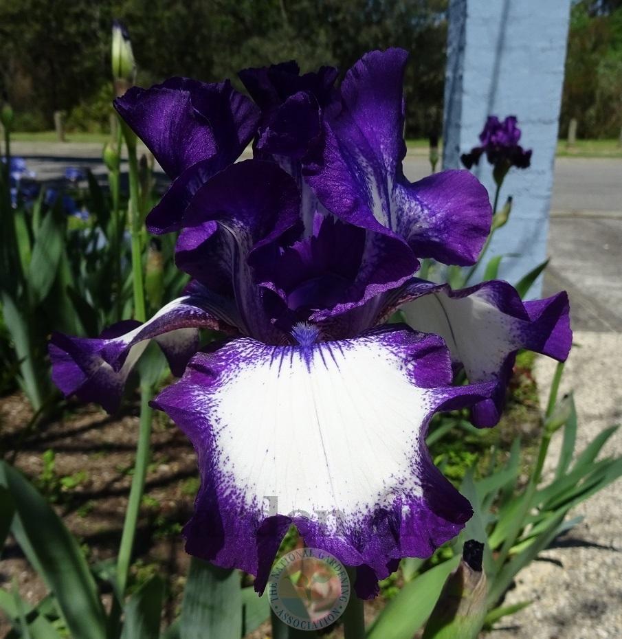 Tall Bearded Iris (Iris 'Going My Way') in the Irises Database - Garden.org