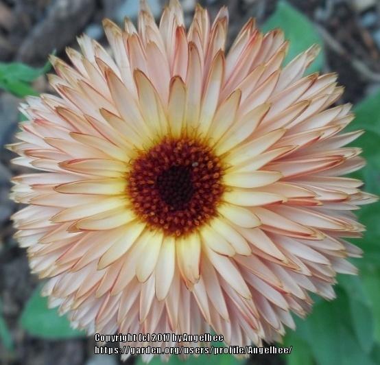 Calendula 'Triangle Flashback' - Garden.org