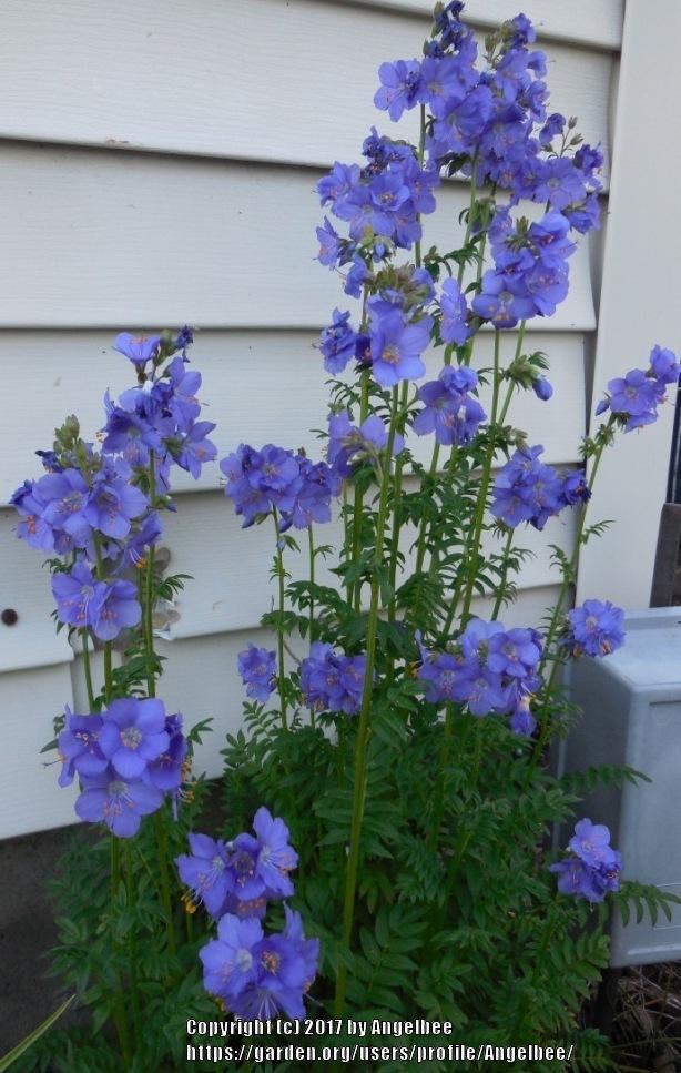 Photo of the bloom of Creeping Jacob's Ladder (Polemonium reptans 'Blue ...