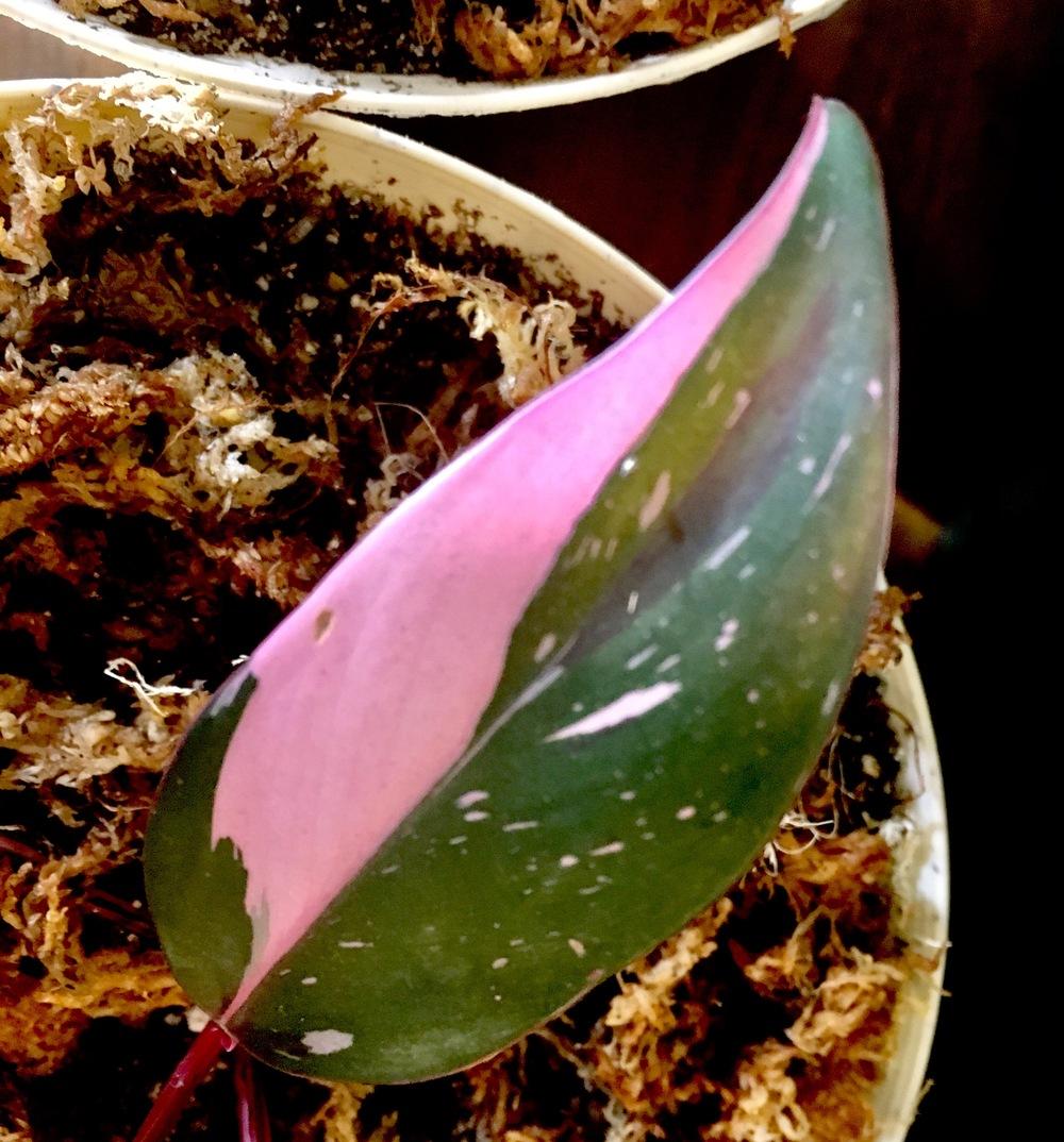 Blushing Philodendron (Philodendron erubescens 'Pink Princess') in the ...