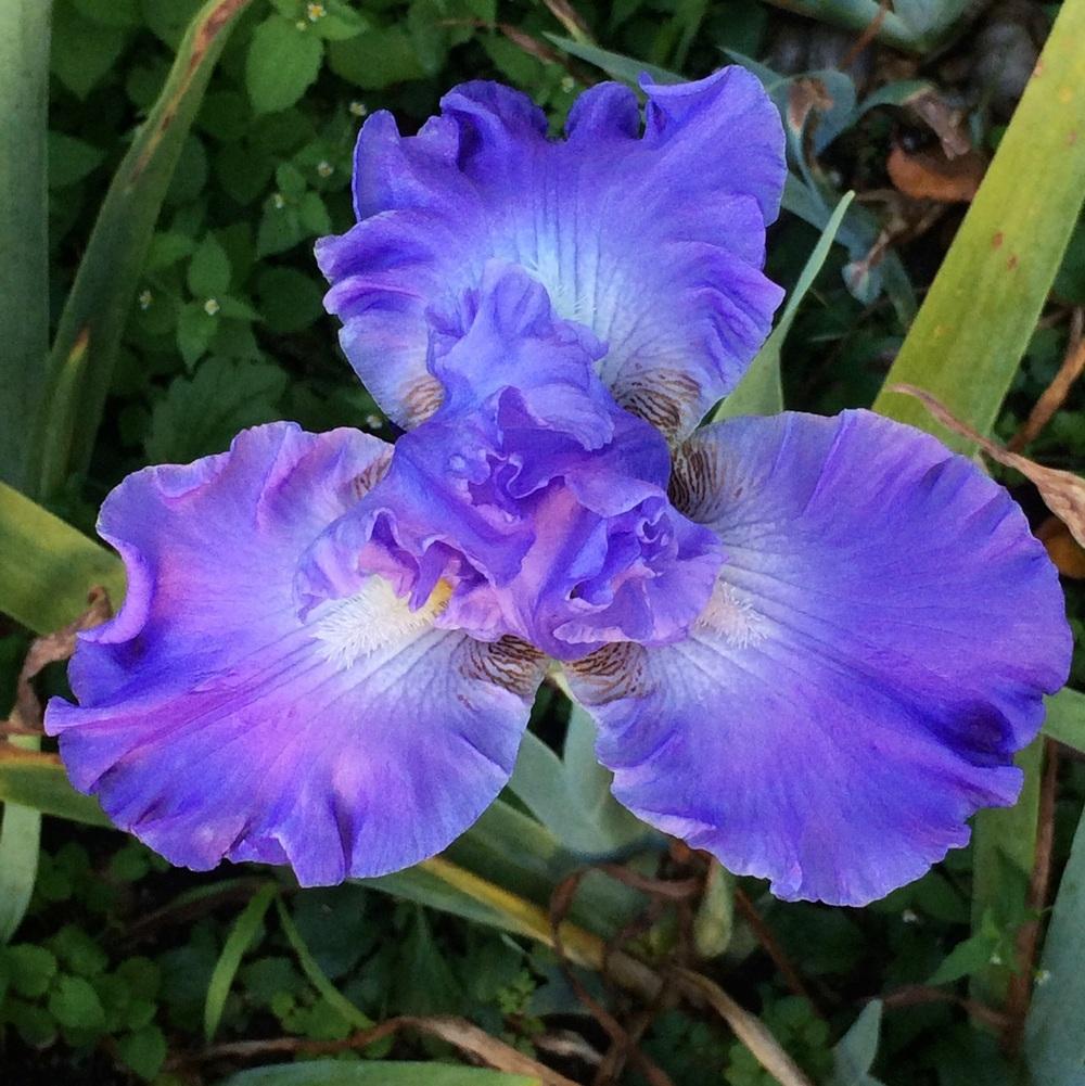Photo of the bloom of Tall Bearded Iris (Iris 'Gate of Heaven') posted ...