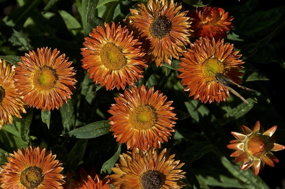 Photo of the bloom of Strawflower (Xerochrysum bracteatum Mohave ...