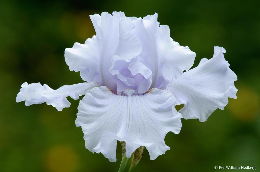 Tall Bearded Iris (Iris 'Silverado') in the Irises Database - Garden.org