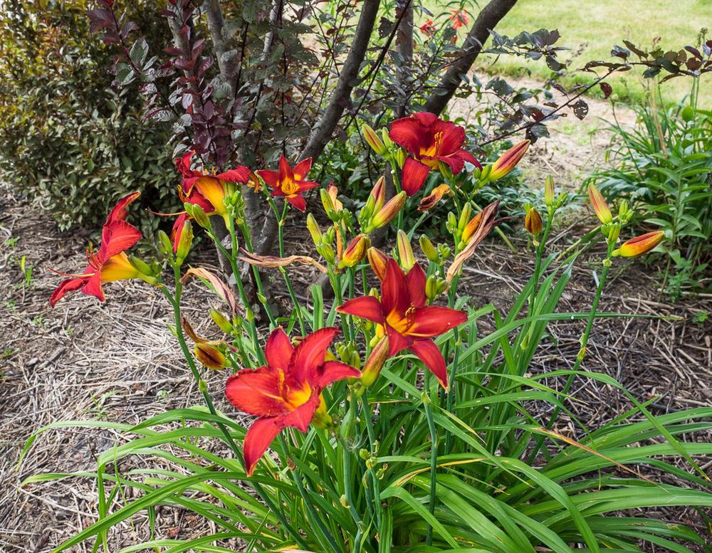 Landscape Design Chicago Apache Daylily Daylily (Hemerocallis 'Chicago