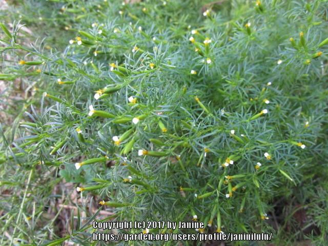 Irish Lace (Tagetes filifolia) - Garden.org